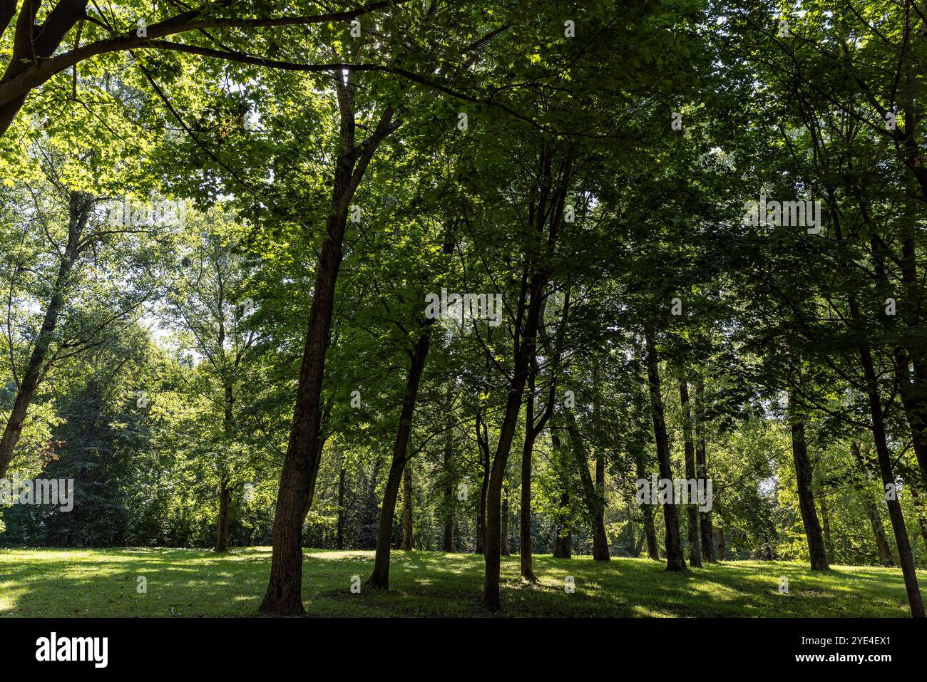 deciduous trees in a mixed park in summer, trees of different types in ...