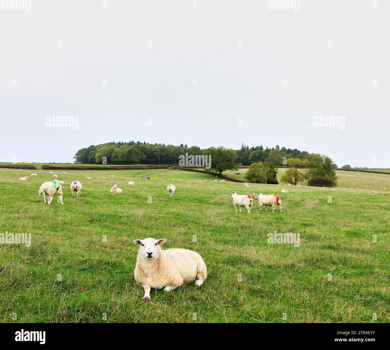 Sheep on pastoral land outside the village of Great Cransley ...