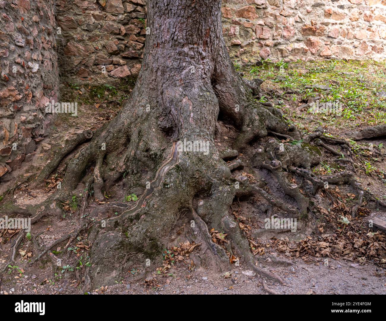 Wurzeln von einem Baum im Hof von Schloss Auerbach, Burgruine, an der ...