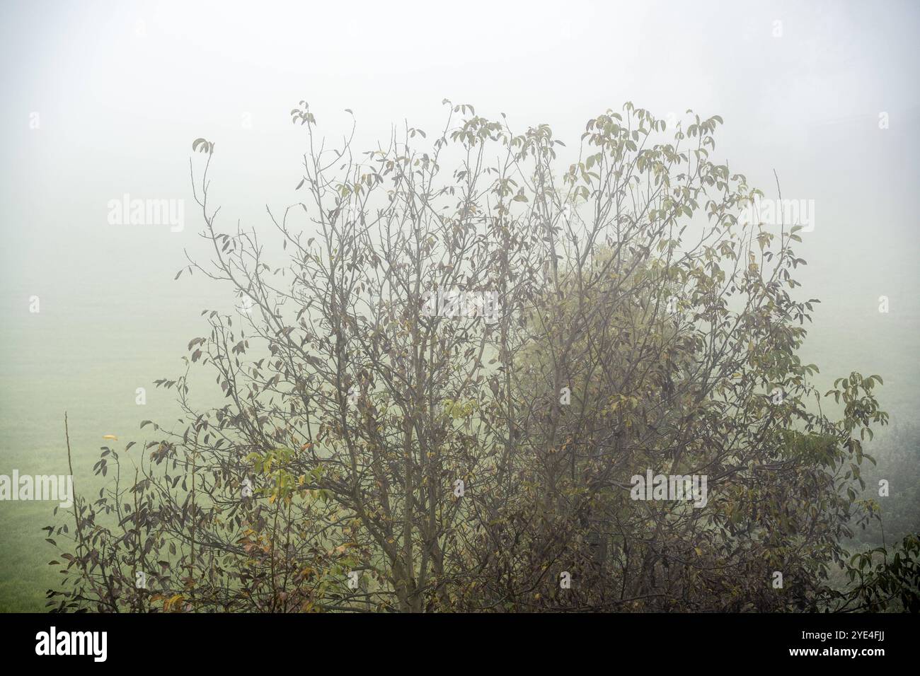 Fog shrouds trees in hi-res stock photography and images - Alamy