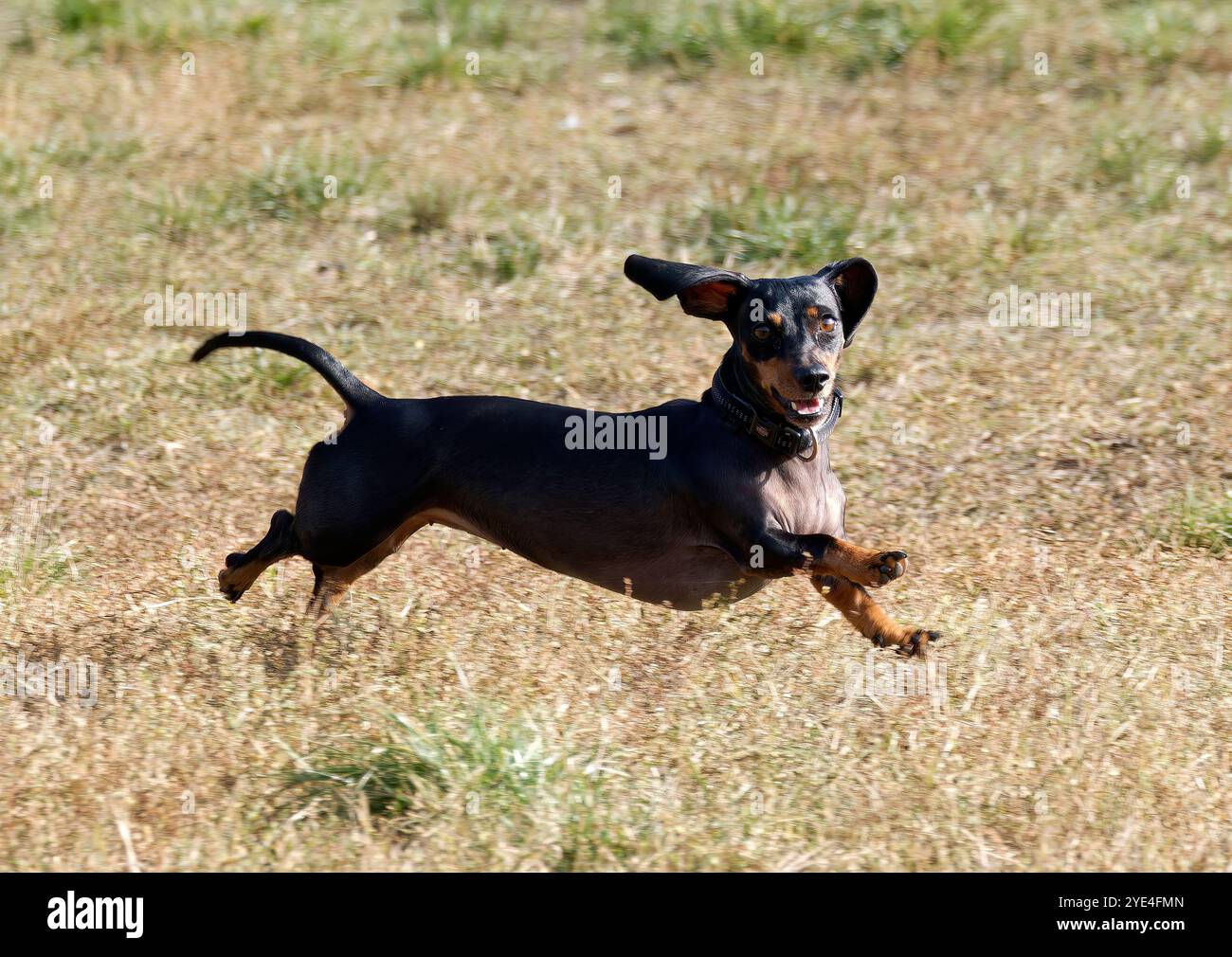 domestic dog, wiener dog, Dachshund, Haushund, Dackel, Chien, Teckel, Canis lupus familiaris ...