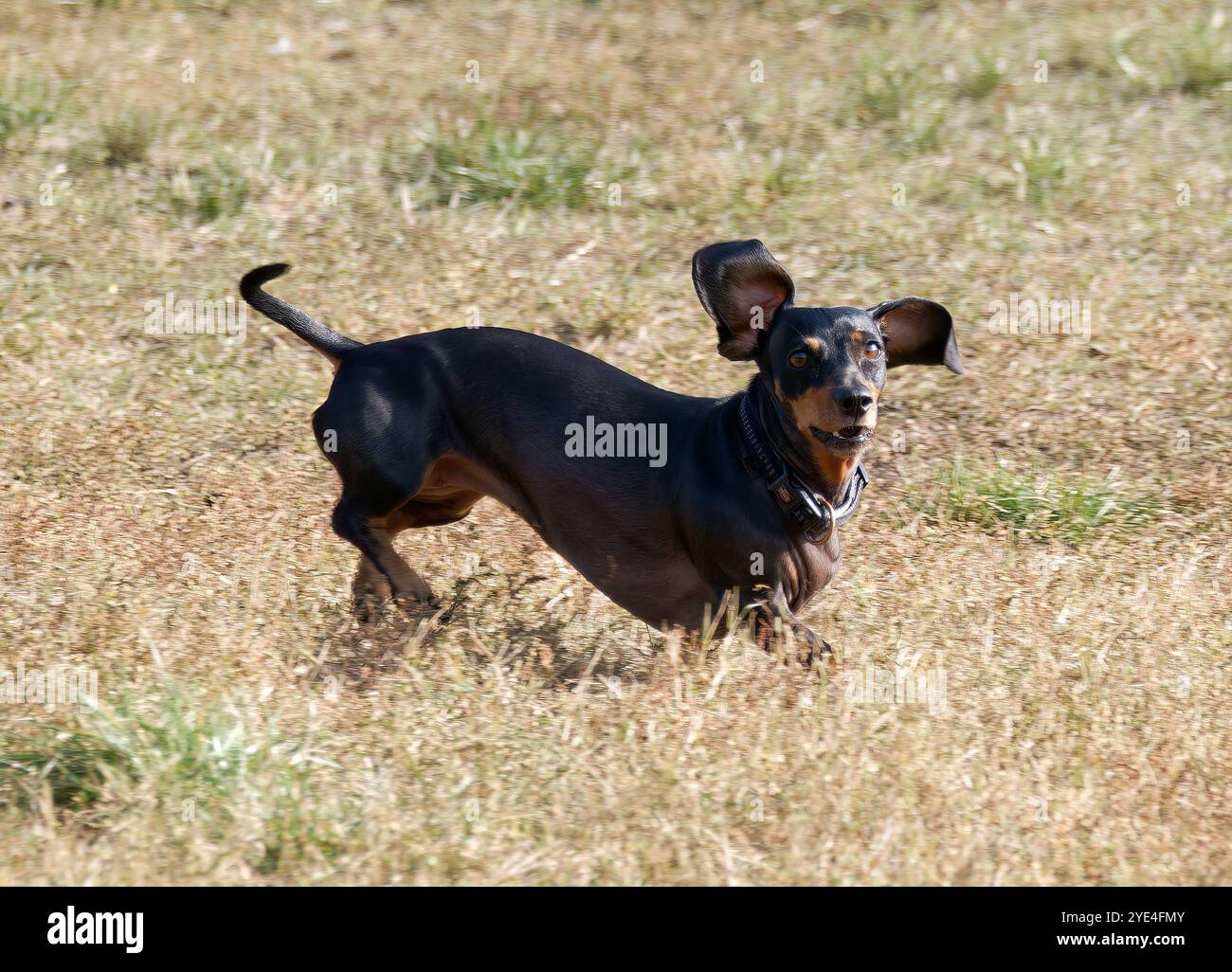 domestic dog, wiener dog, Dachshund, Haushund, Dackel, Chien, Teckel ...