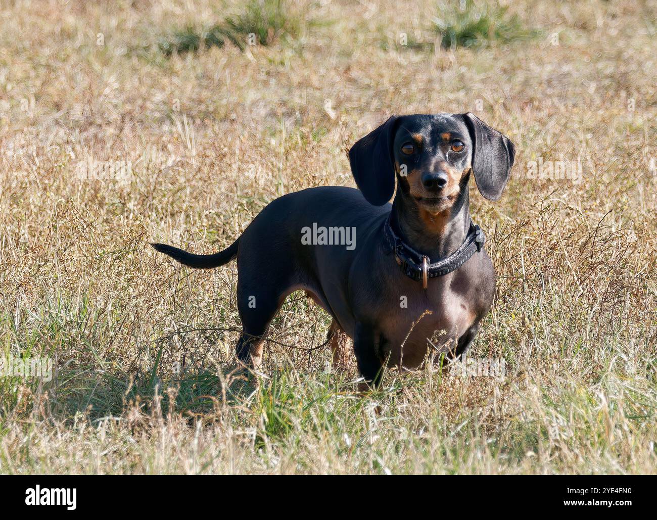 domestic dog, wiener dog, Dachshund, Haushund, Dackel, Chien, Teckel, Canis lupus familiaris ...