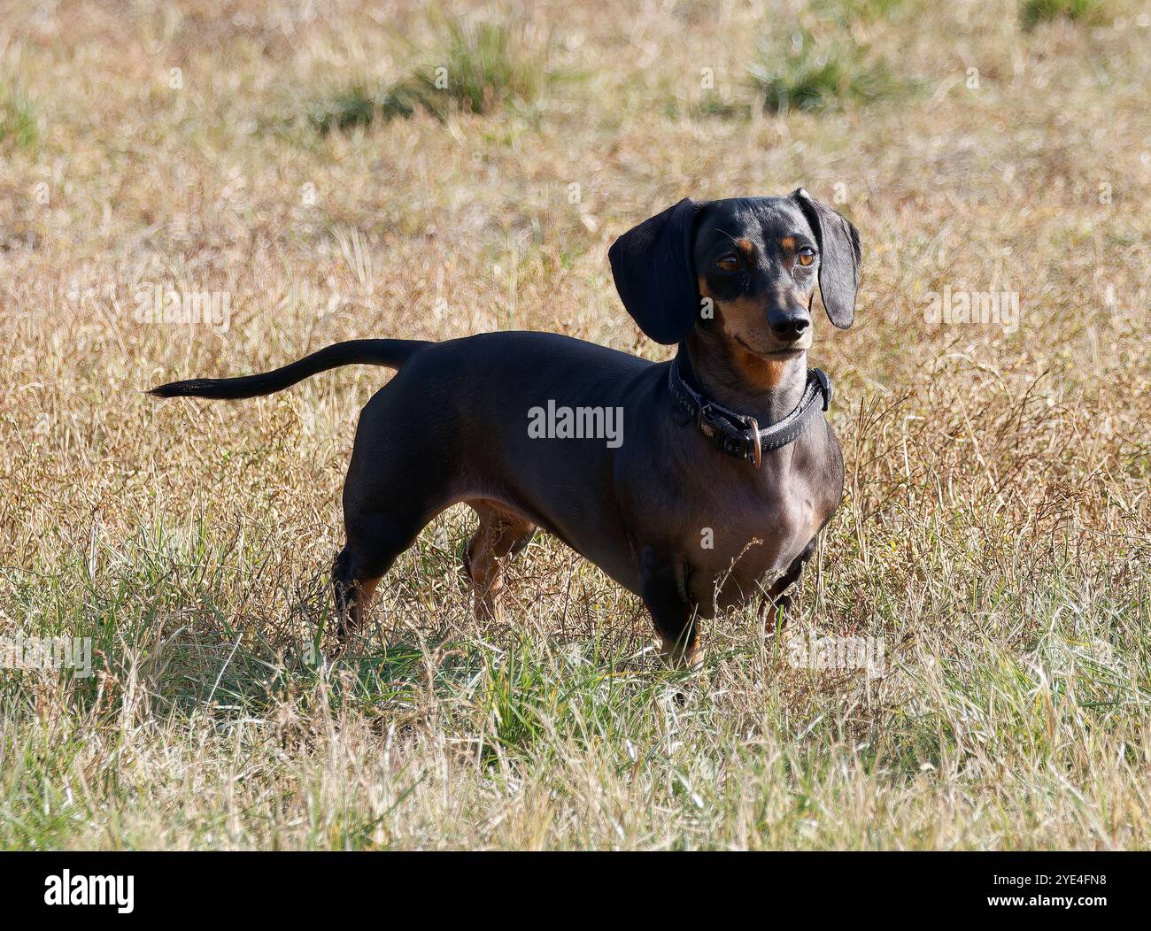 domestic dog, wiener dog, Dachshund, Haushund, Dackel, Chien, Teckel ...