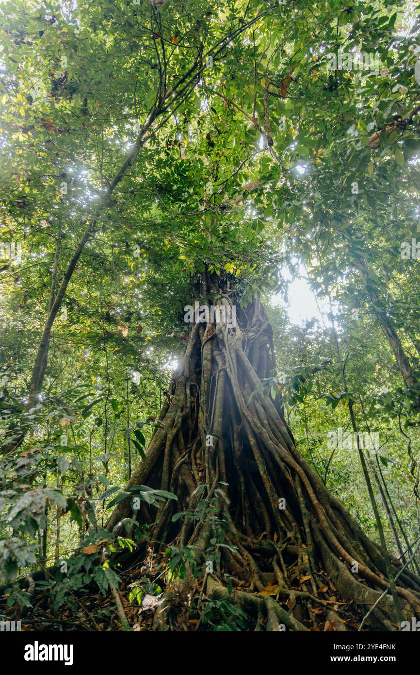 Plants root system showcases hi-res stock photography and images - Alamy