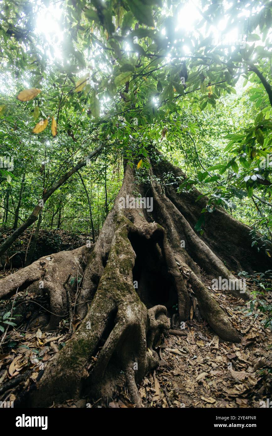 The ancient tree stands tall with thick, exposed roots winding through ...