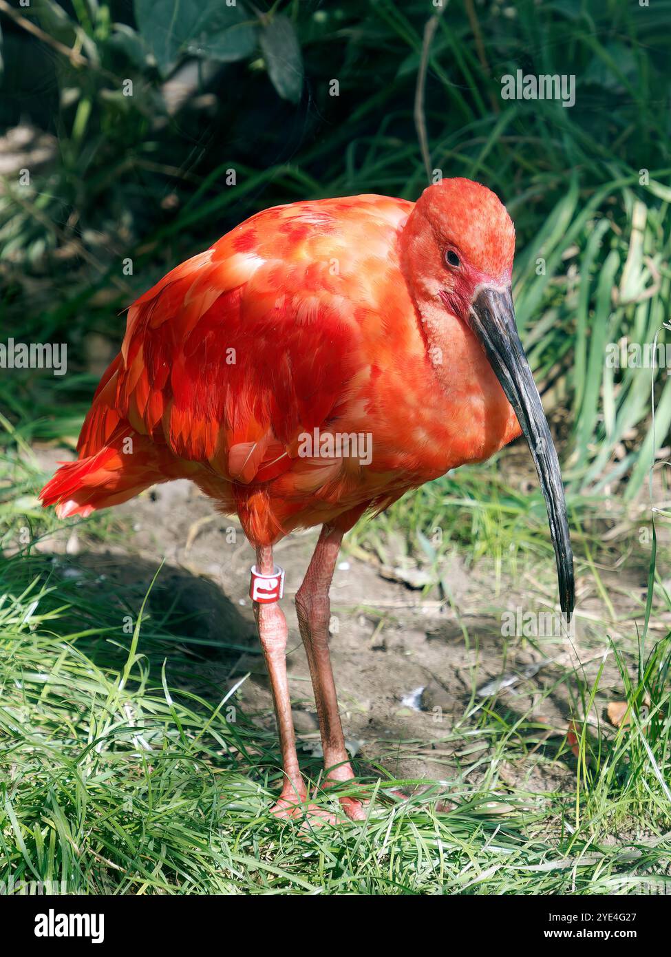Scarlet ibis, red ibis, Scharlachsichler, Ibis rouge, Eudocimus ruber ...