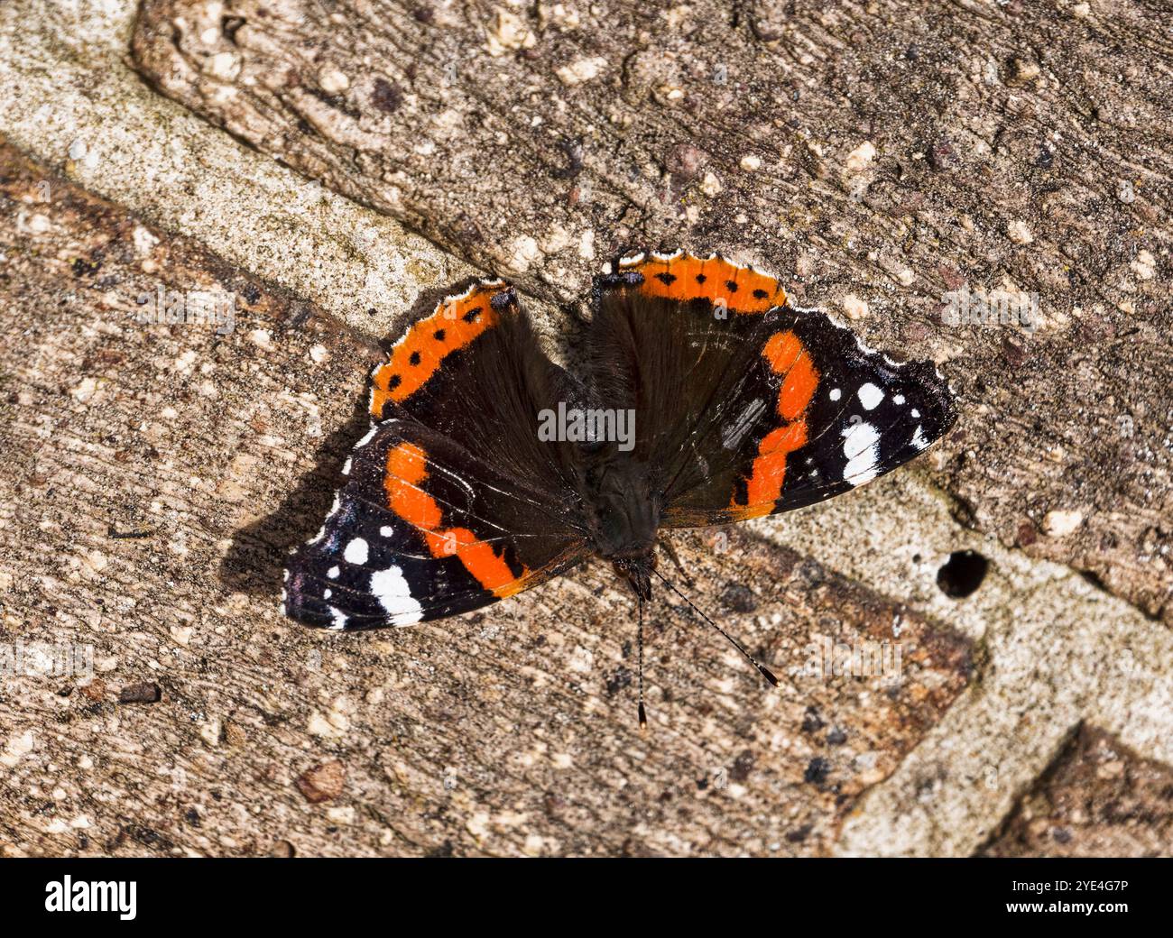 October butterfly uk hi-res stock photography and images - Alamy