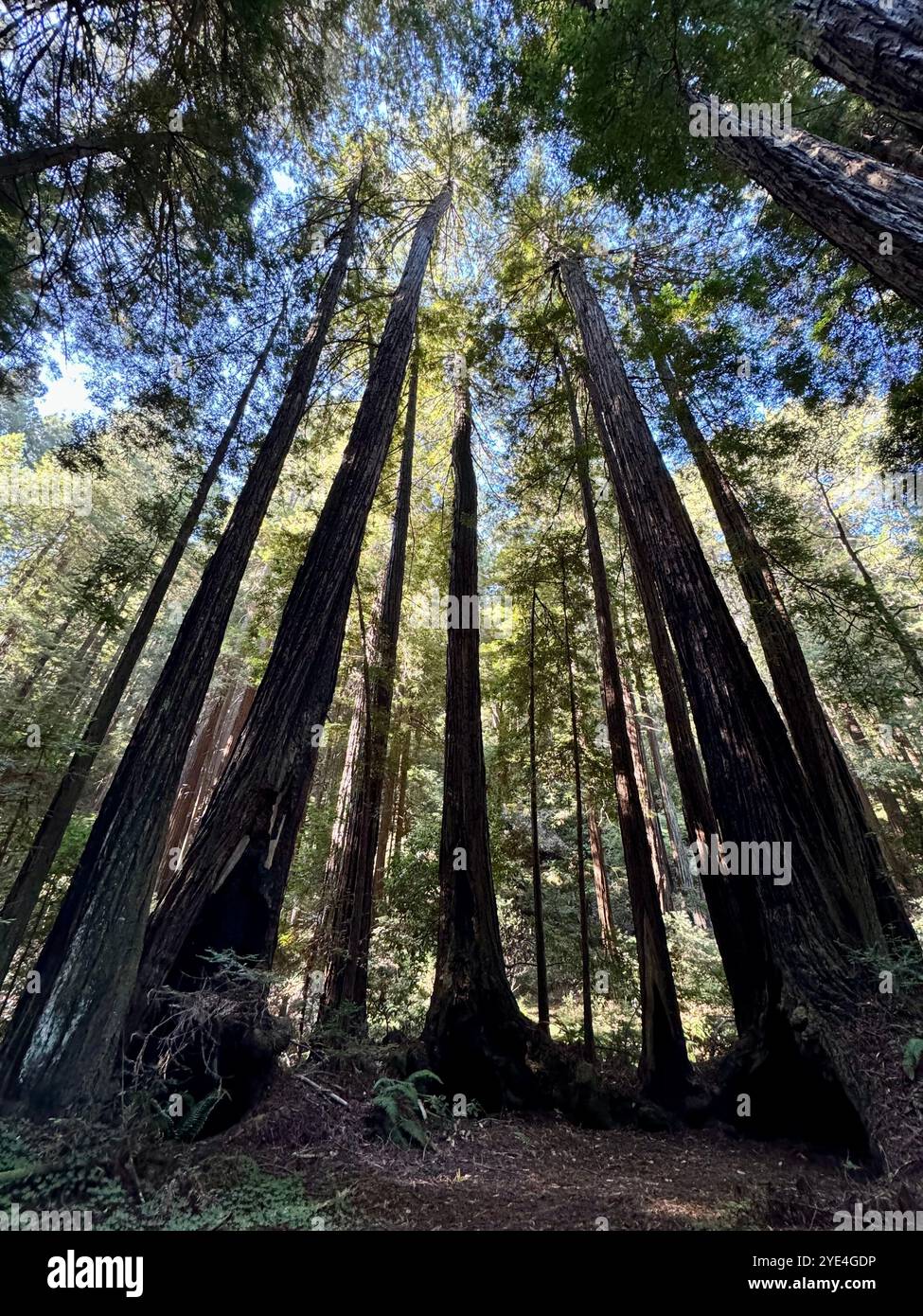 Redwood trees in california hi-res stock photography and images - Alamy