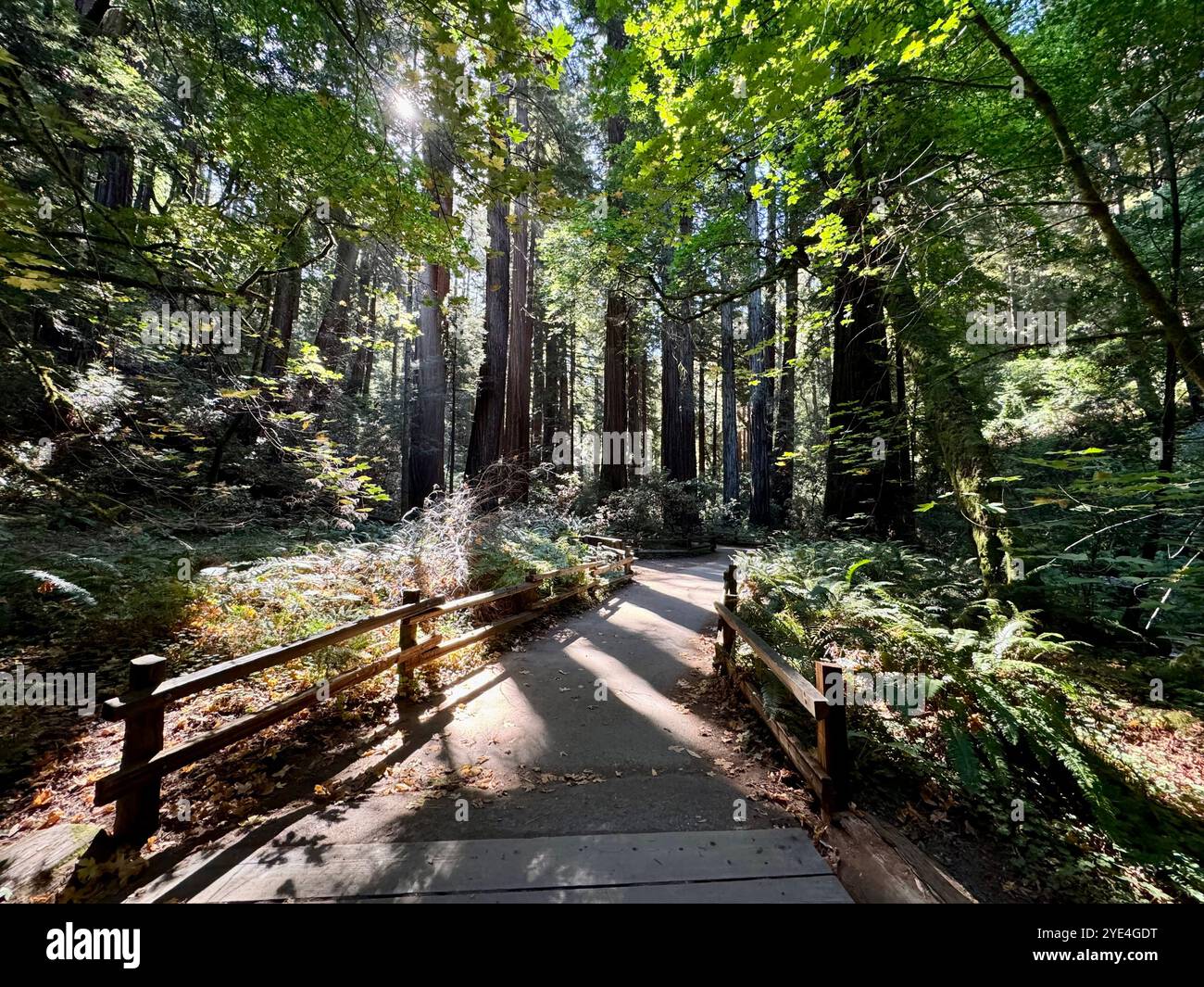 Redwood trees muir woods hi-res stock photography and images - Alamy