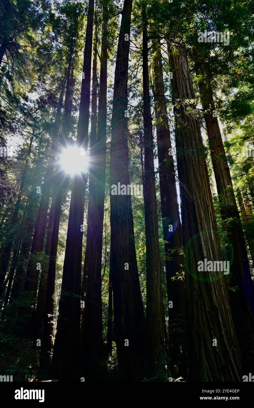 A bright sun showing from behind Giant Redwood trees in California, USA ...