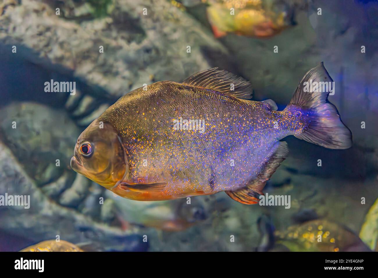 Red-bellied piranha. A swarm of piranha fish. Relatively dangerous ...
