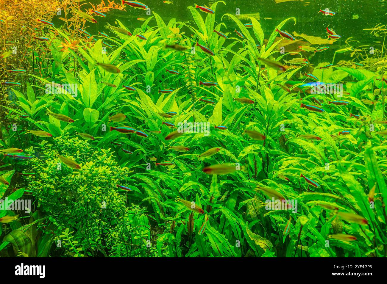 Cardinal neon tetra hi-res stock photography and images - Alamy