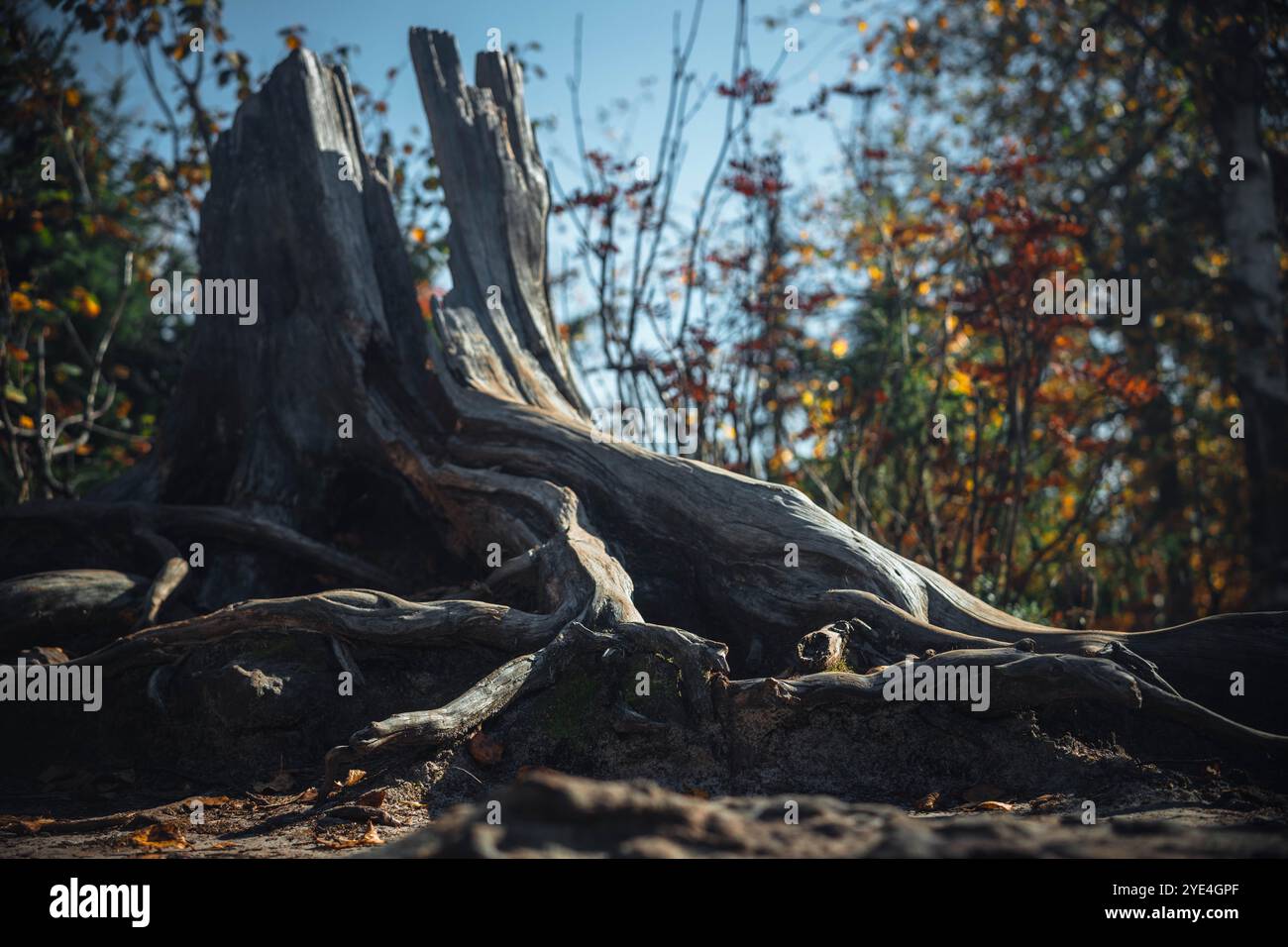 The remains of a once-mighty tree stand tall in a tranquil forest, its ...