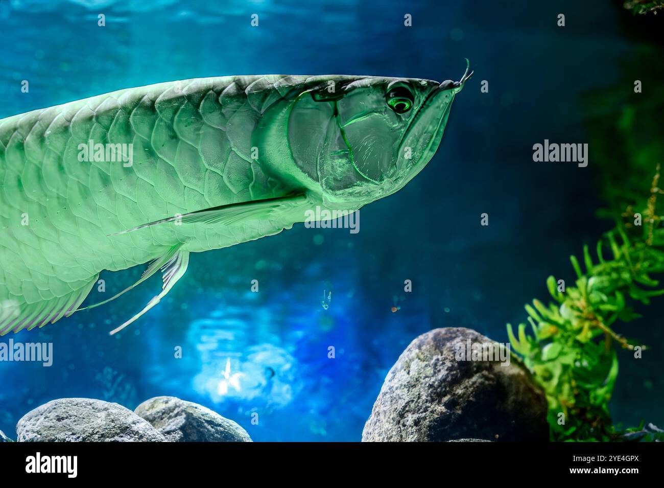 Silver arowana in black background. Osteoglossum bicirrhosum. South ...