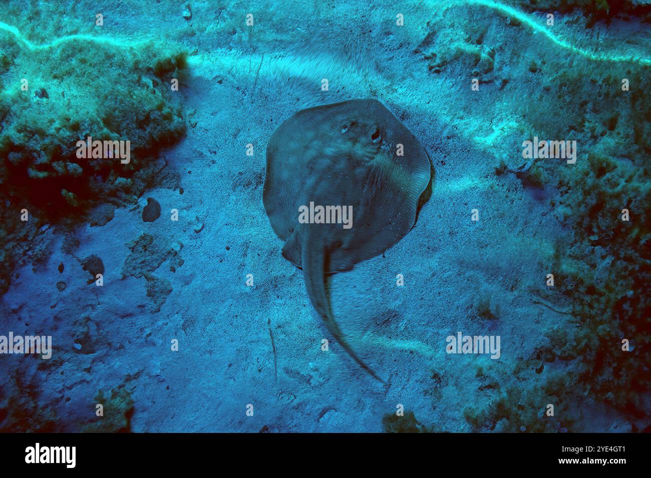 Bluespotted stingray Taeniura lymma in the coral reef of the red sea ...