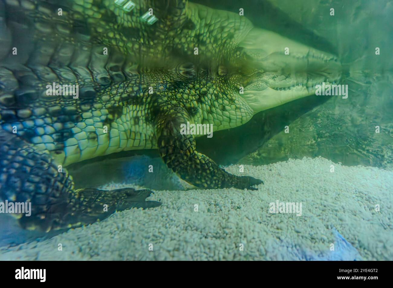 Crocodile teeth underwater. Crocodile teeth. Crocodile underwater. The ...
