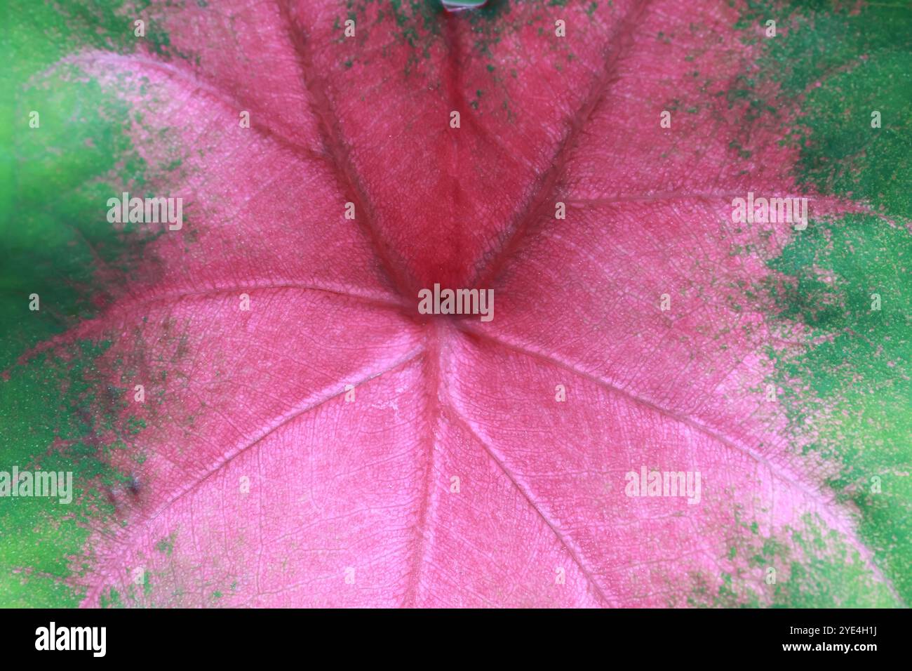Vine patterns in vibrant pink hi-res stock photography and images - Alamy