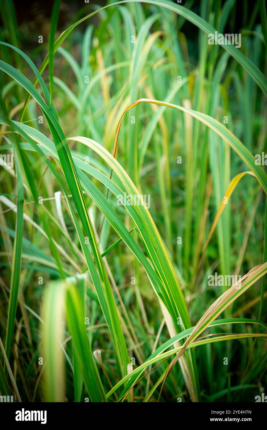 Strappy leaves hi-res stock photography and images - Alamy