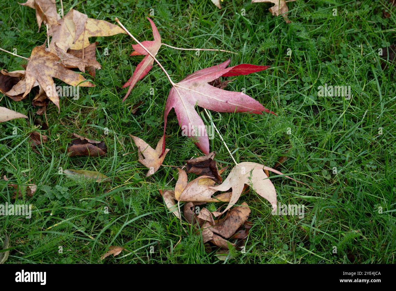 The fallen leaves of autumn hi-res stock photography and images - Alamy