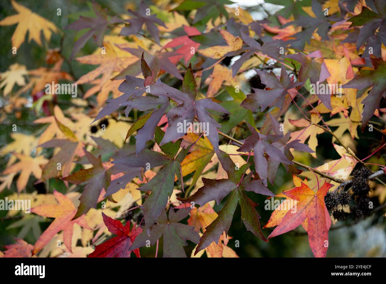 Autumn leaves, Liquidambar styraciflua Stock Photo - Alamy
