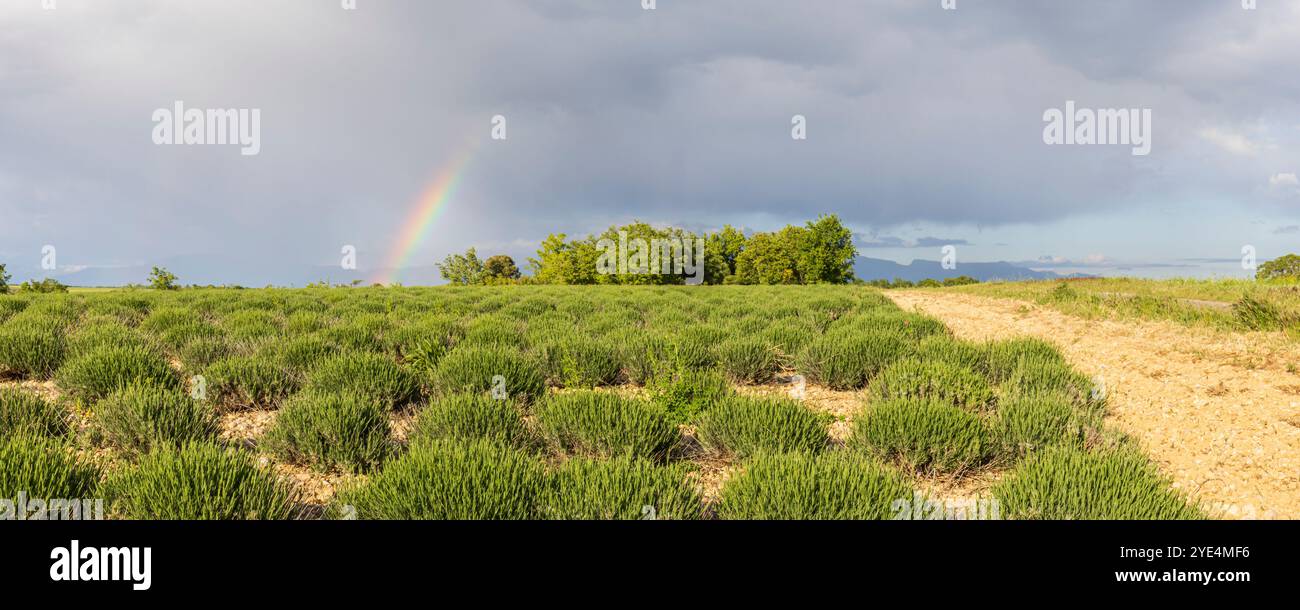 Panoramic landscape with lavender fields without blooming flowers and ...