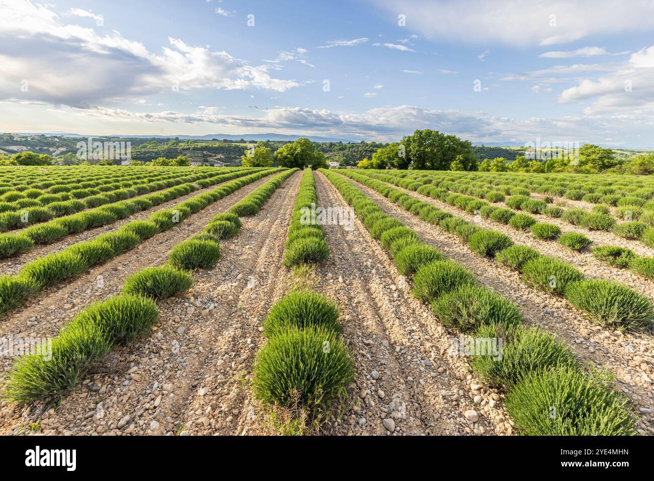Lavender without flowers hi-res stock photography and images - Alamy