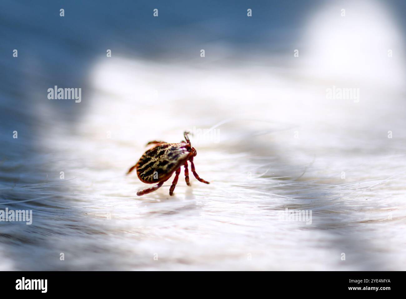 Parasite repellent hair hi-res stock photography and images - Alamy