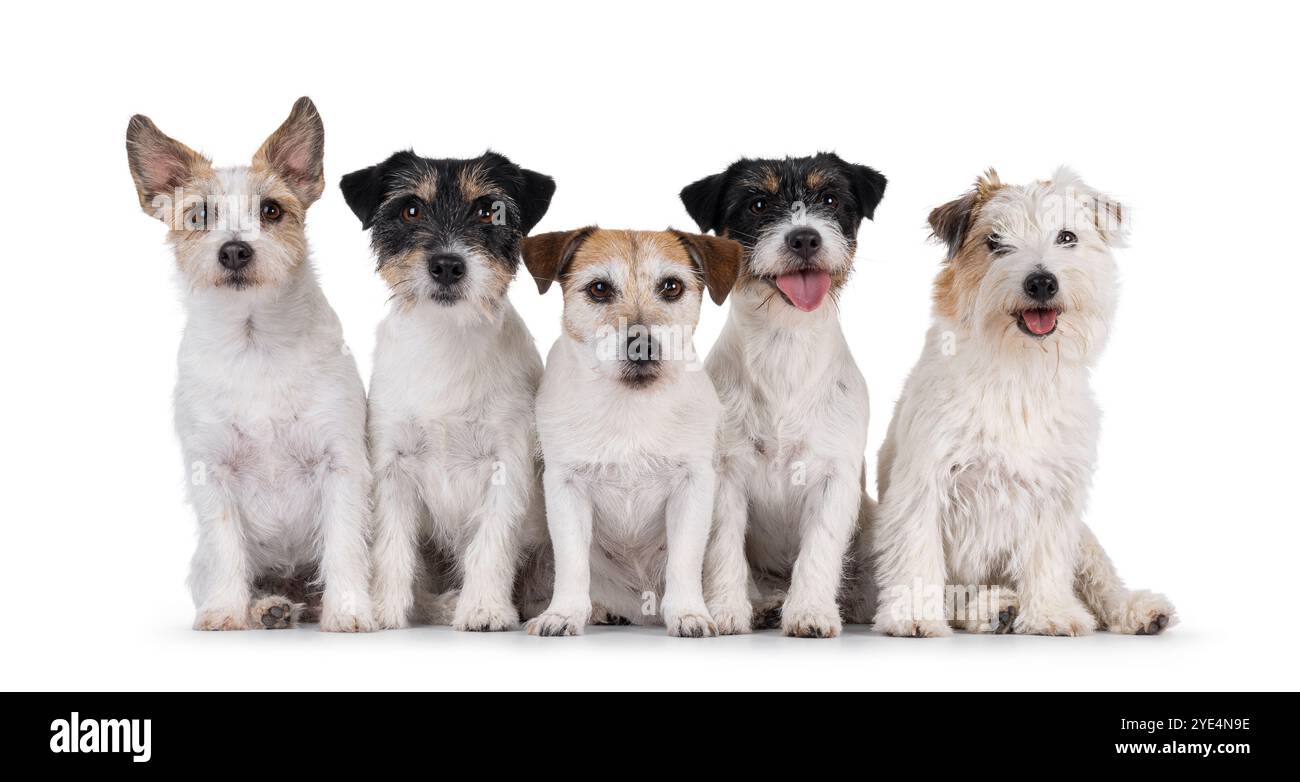 Row of 5 Jack Russel dogs in different ages and colors. Sitting side by ...