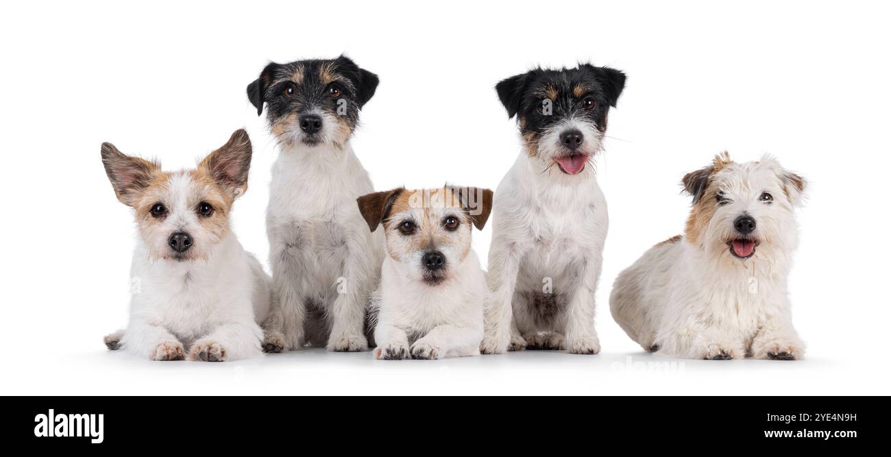 Row of 5 Jack Russel dogs in different ages and colors. Sitting and ...