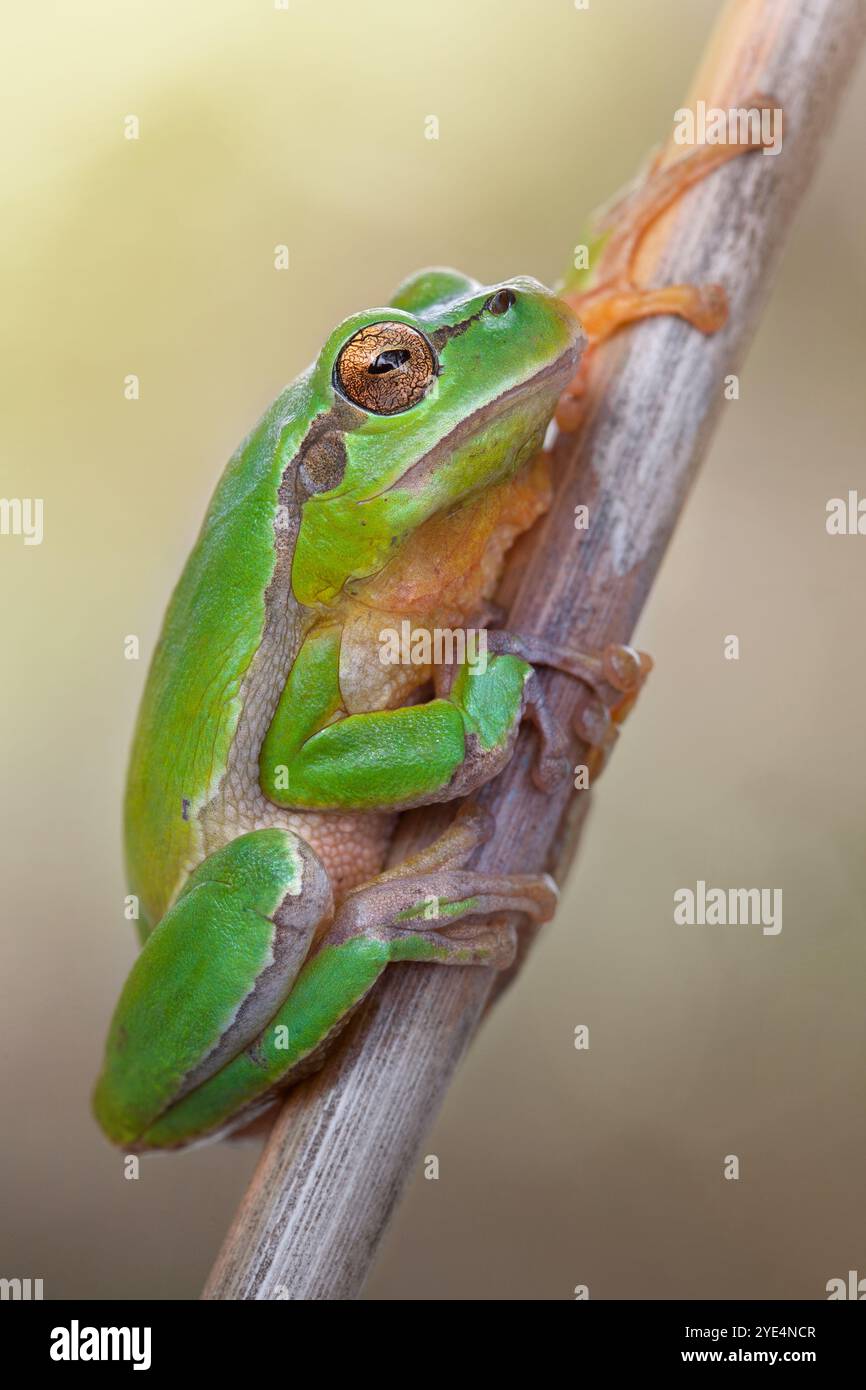 Eastern tree frog (Hyla orientalis Stock Photo - Alamy