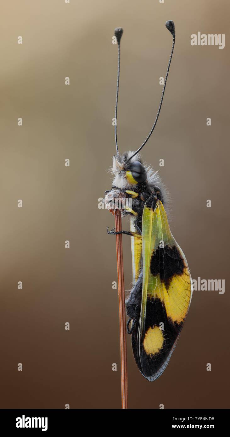 Libelloides macaronius - a day-flying owlfly (Ascalaphidae) species ...