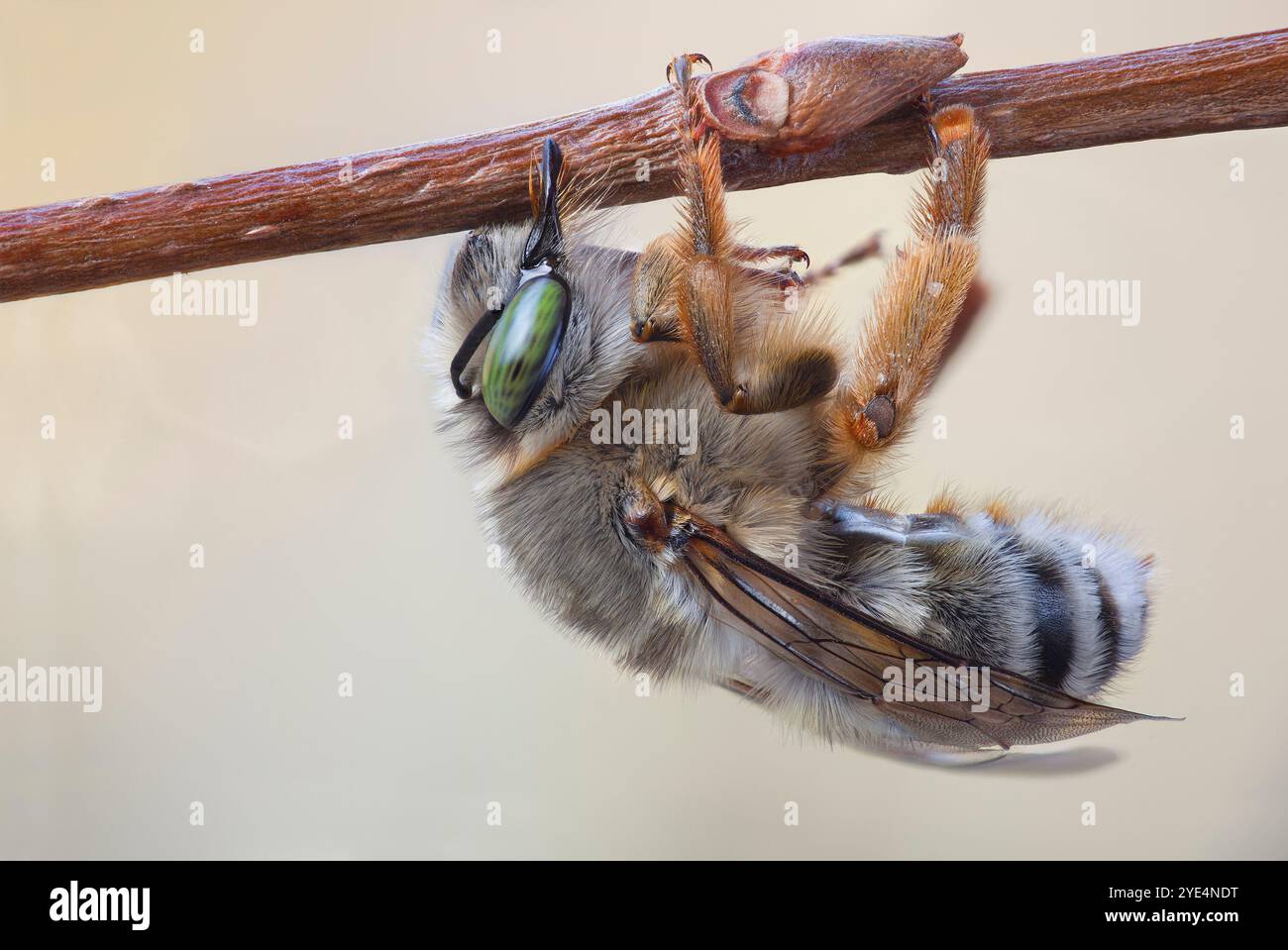 Anthophora crinipes bee sleeping on a twig Stock Photo - Alamy