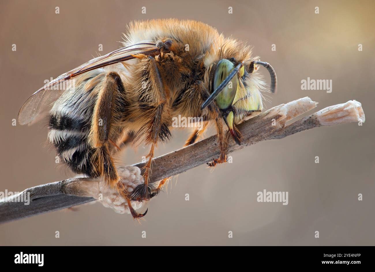 Hairy footed flower bee anthophora hi-res stock photography and images ...