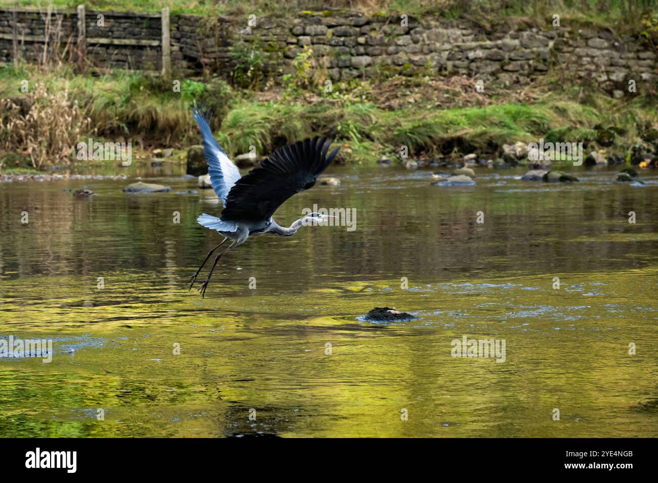 Tall slender long legged water bird hi-res stock photography and images ...