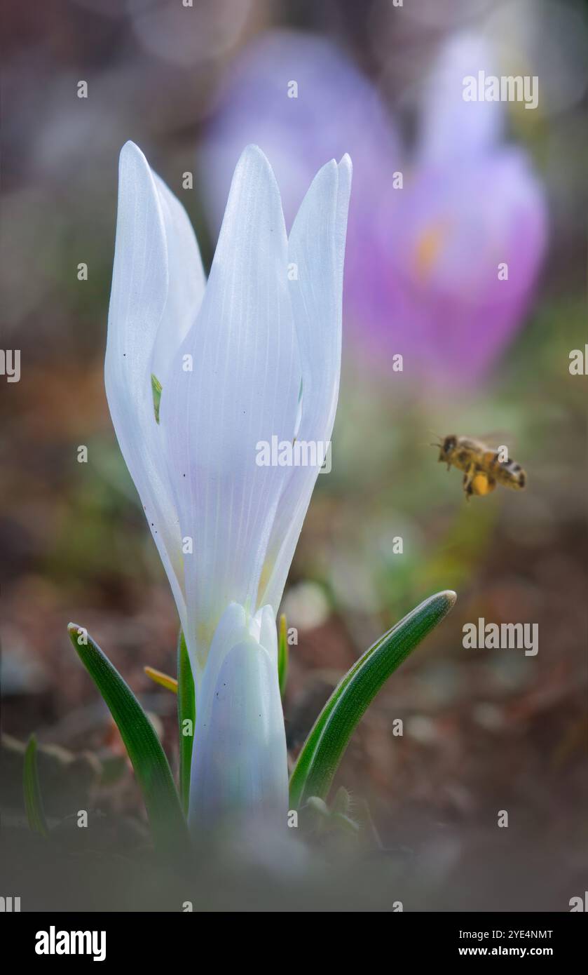 Colchicum trigynum/Merendera trigyna, a species of spring ephemeral ...