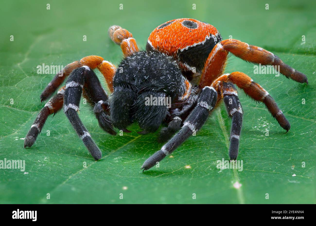 A beautiful male of a velvet spider (Eresus kollari Stock Photo - Alamy
