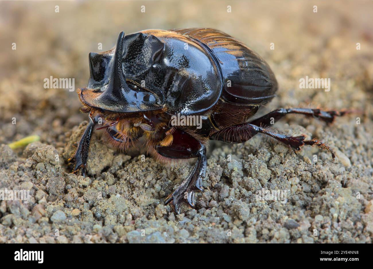 A male of Copris lunaris a species of dung beetles Stock Photo - Alamy