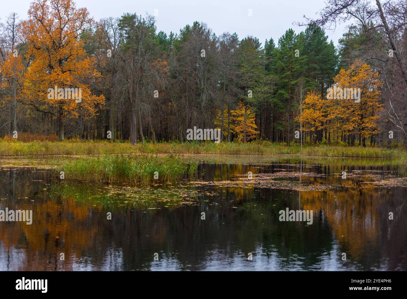 Forest at the lakeshore in autumn hi-res stock photography and images ...