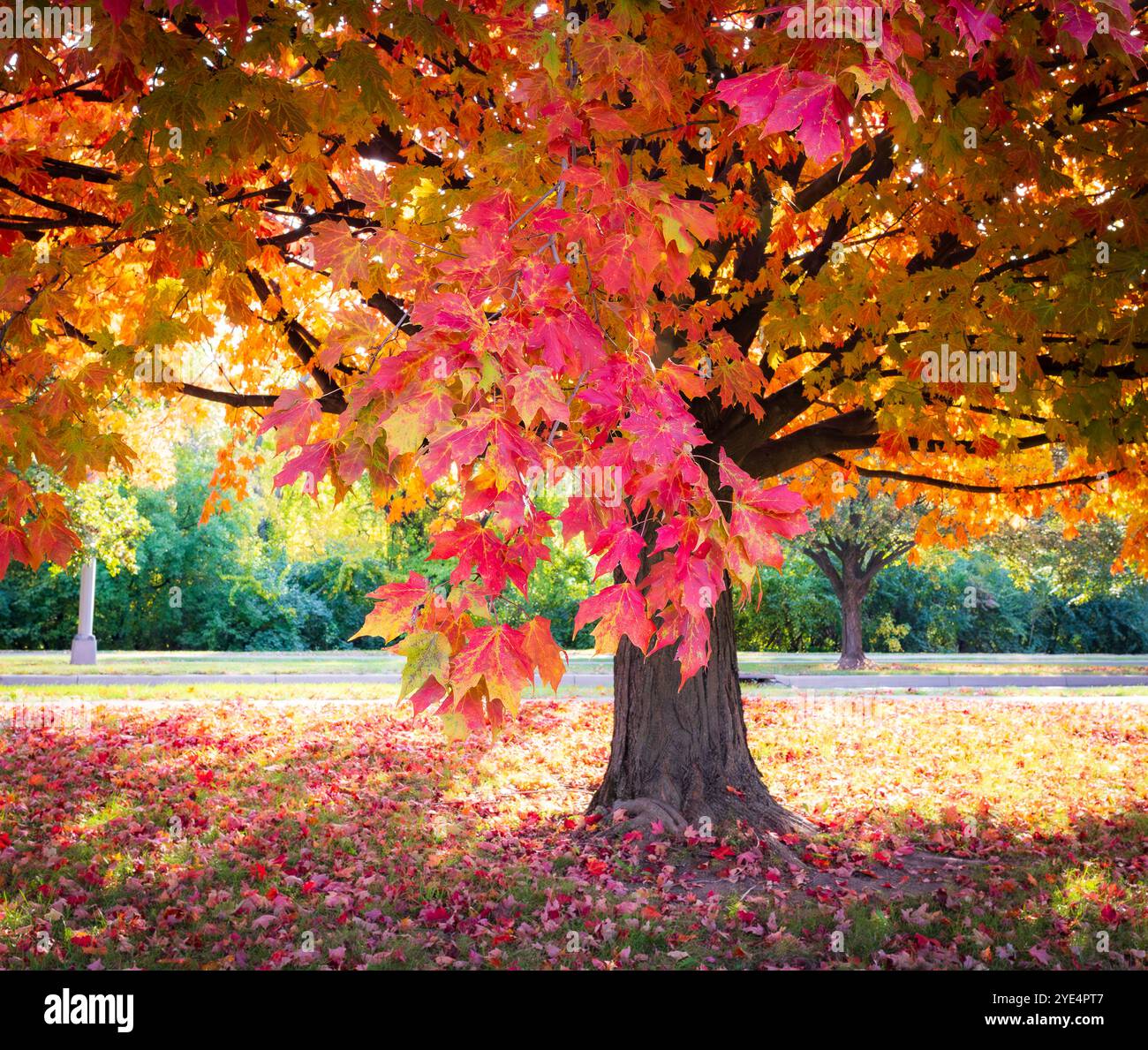 Fall maple hi-res stock photography and images - Alamy