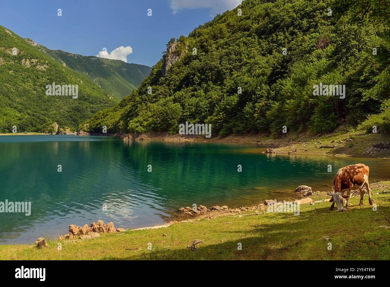 Cow Gazing on Beach by Piva Lake Stock Photo - Alamy