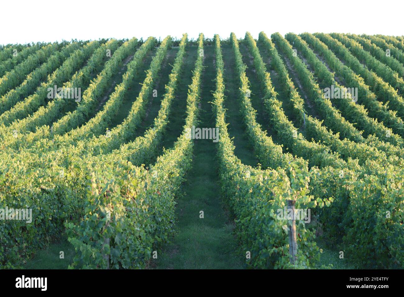 Rows grape vines line hi-res stock photography and images - Alamy