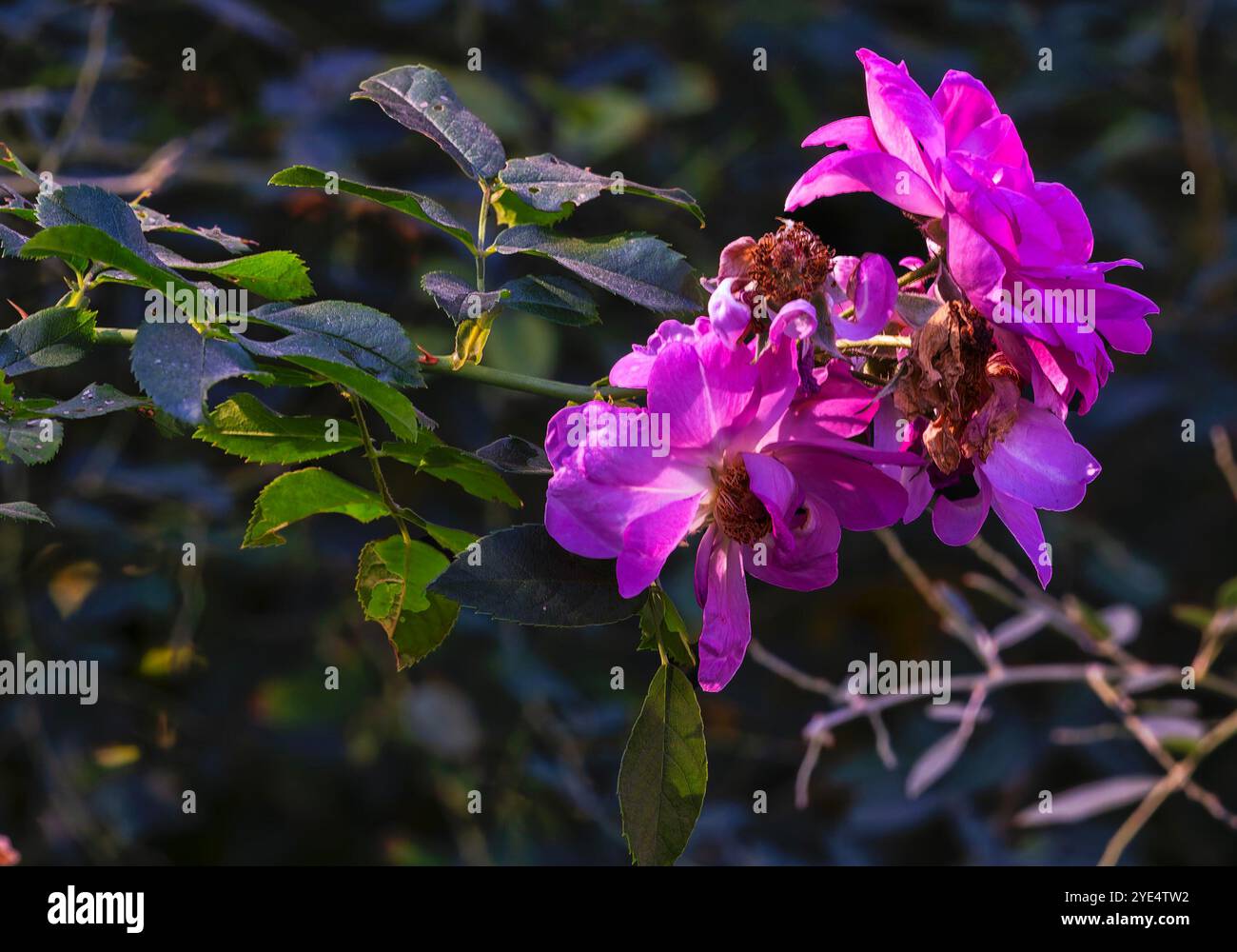 California Wild Rose in a rural setting Stock Photo - Alamy