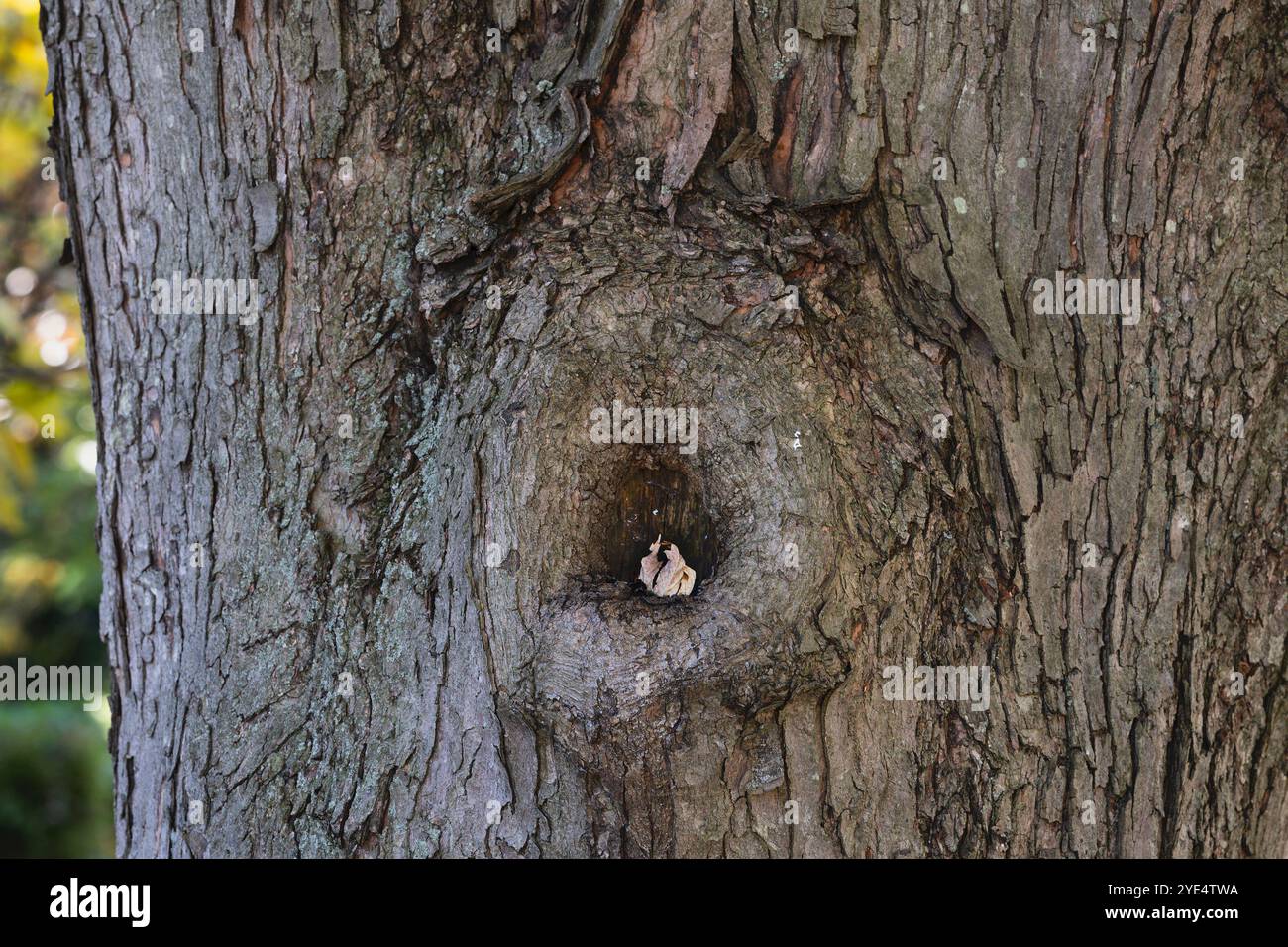 At a hole in a tree trunk hi-res stock photography and images - Alamy
