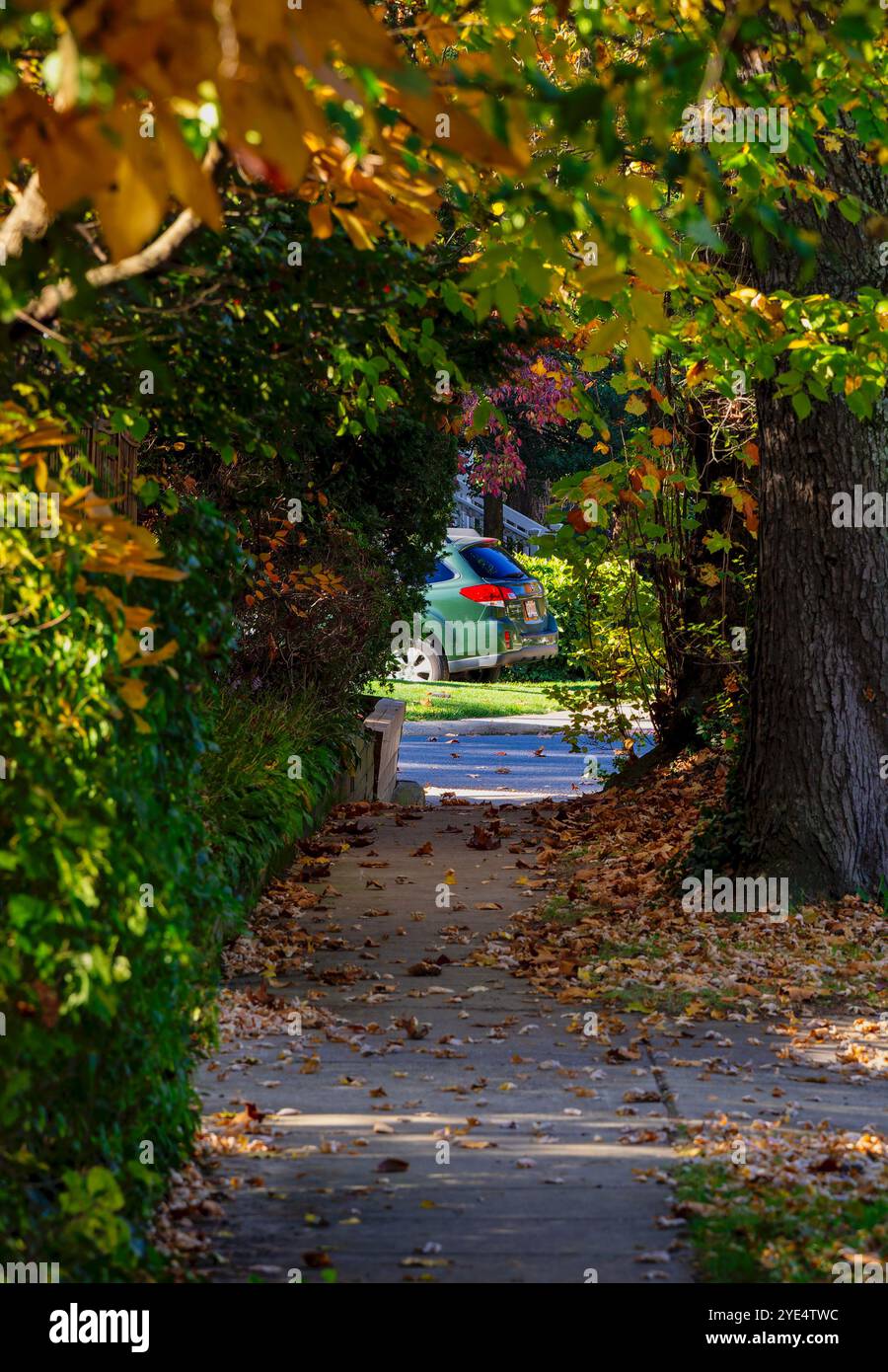 A tree covered walkway in the neighborhood Stock Photo - Alamy