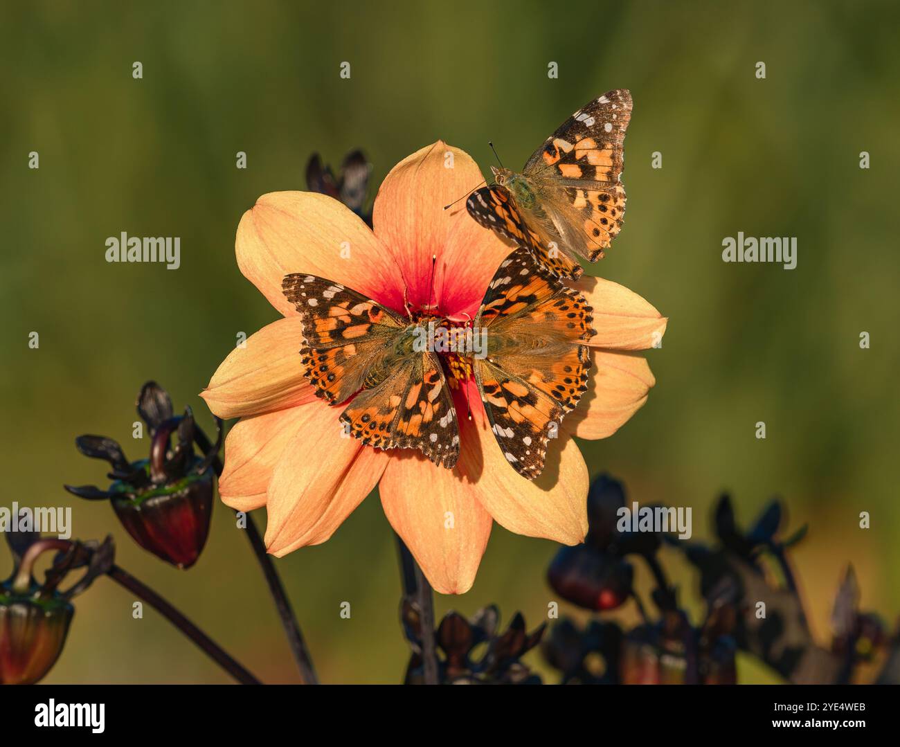 A group of butterflies called Painted Ladies gathered on a Peach ...
