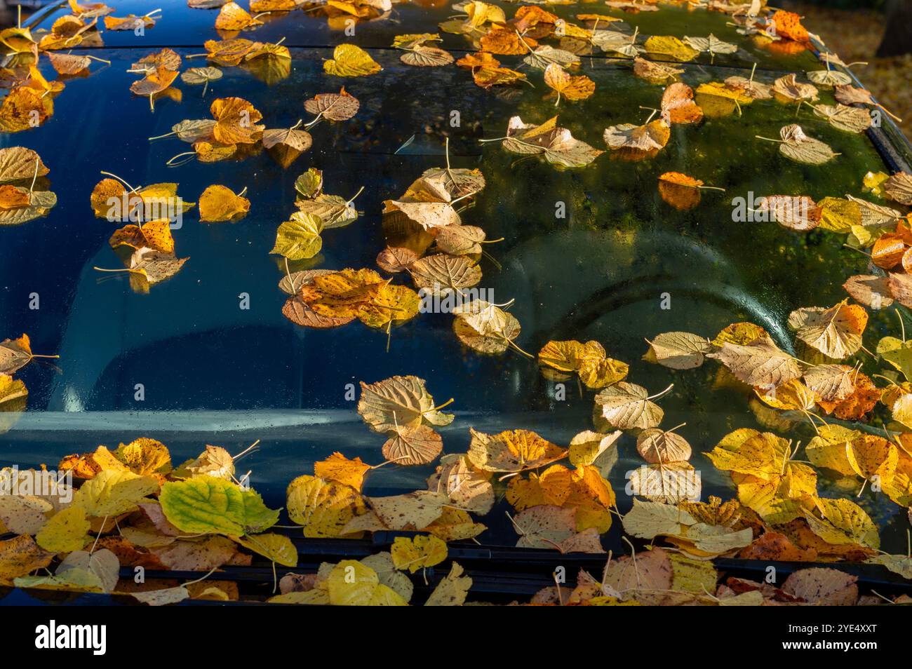 Mercedes-Benz Sedan Car Under Autumn Leaves At Amsterdam The ...