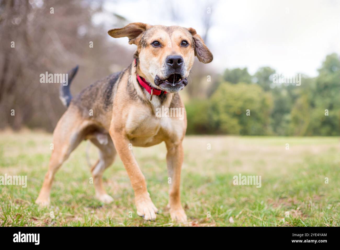 Angry dog barking hi-res stock photography and images - Alamy