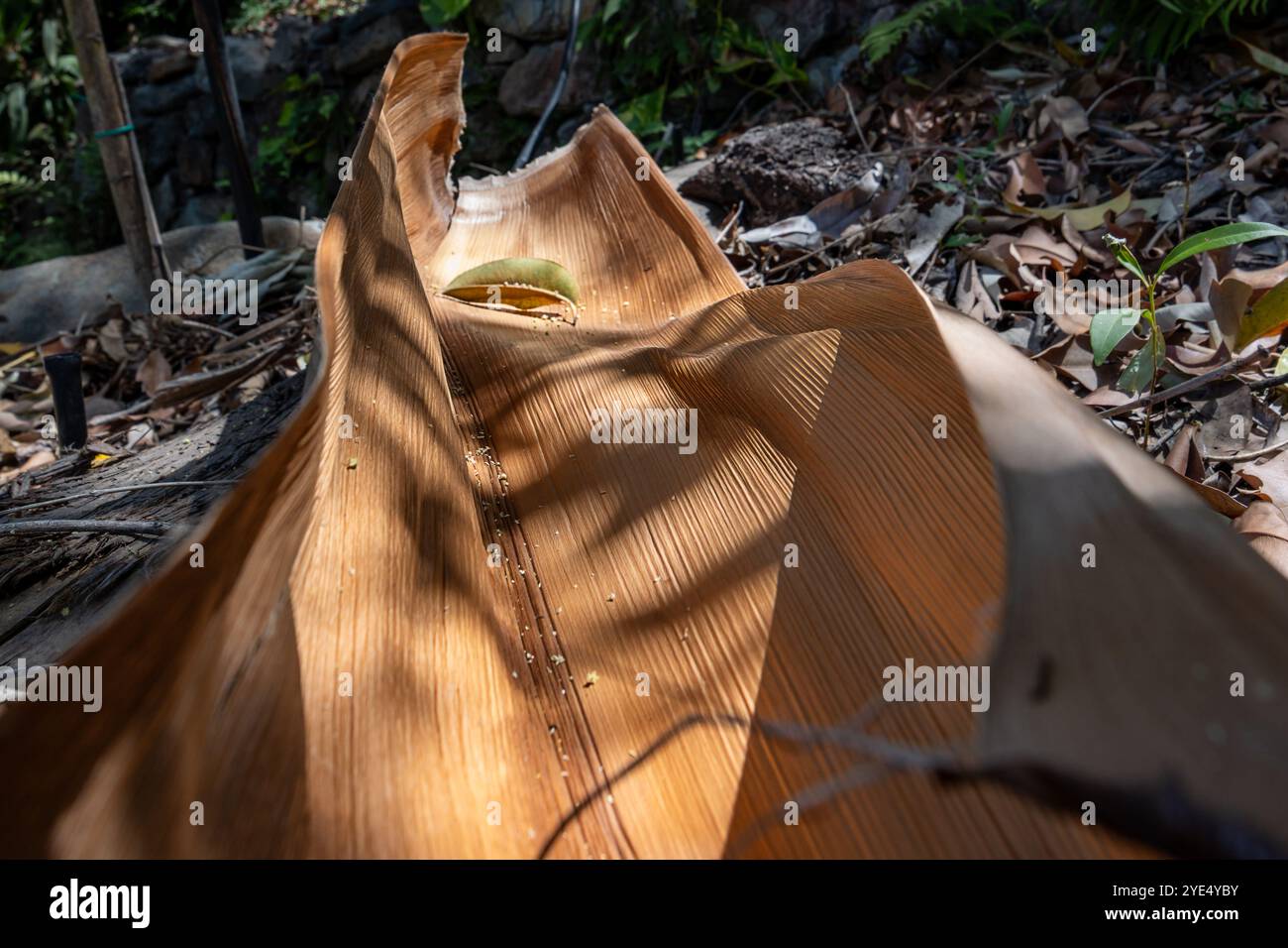 large dry leaf Stock Photo - Alamy