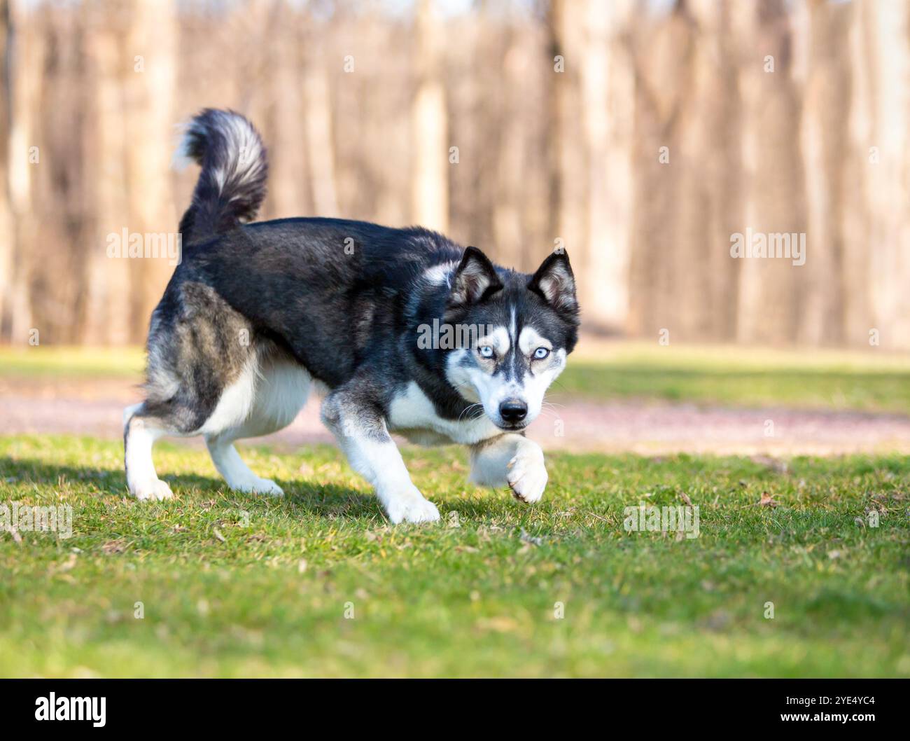 A Husky dog crouching in a stalking posture outdoors Stock Photo - Alamy